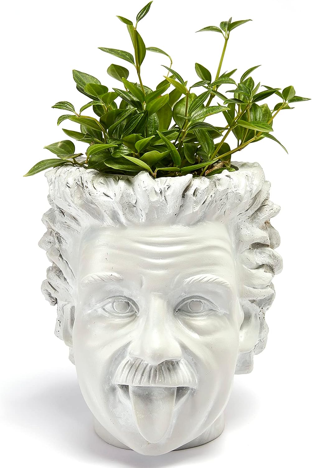 Albert Einstein Bust Plant Planter Pot - Large 8" H Polyresin Realisti ...